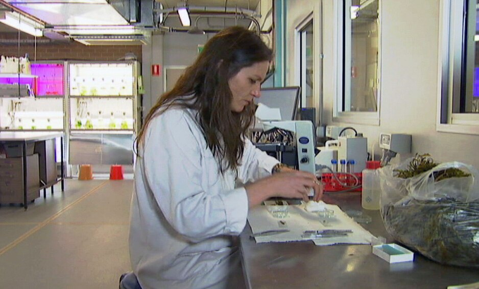 Seaweed extracts used to help reproduce human bone, repair tissue - ABC ...