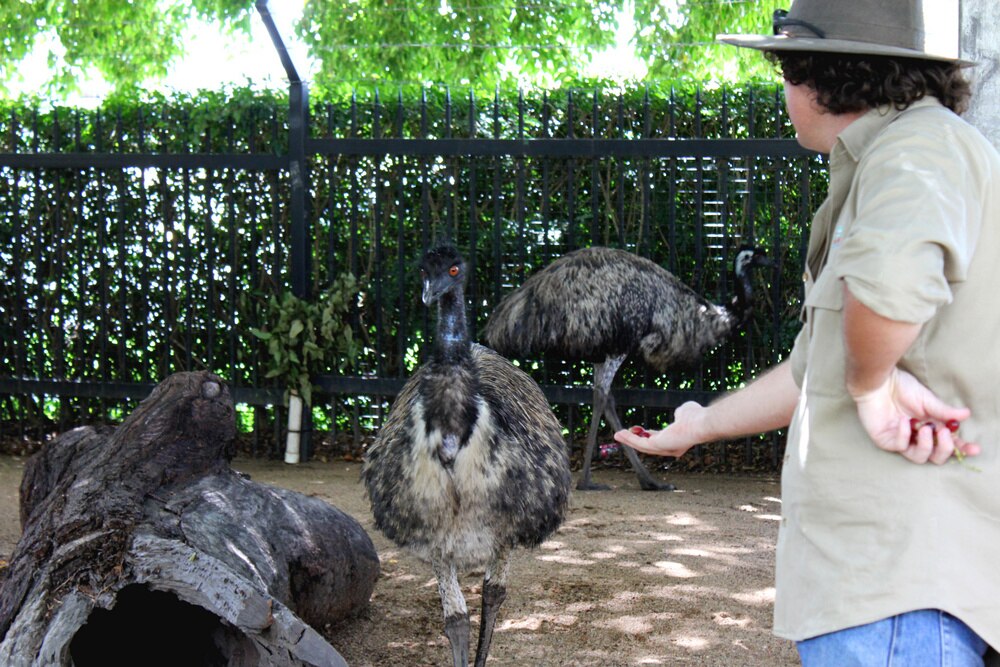 Jimmy the emu's nationwide search for love finds top bird close to home ...