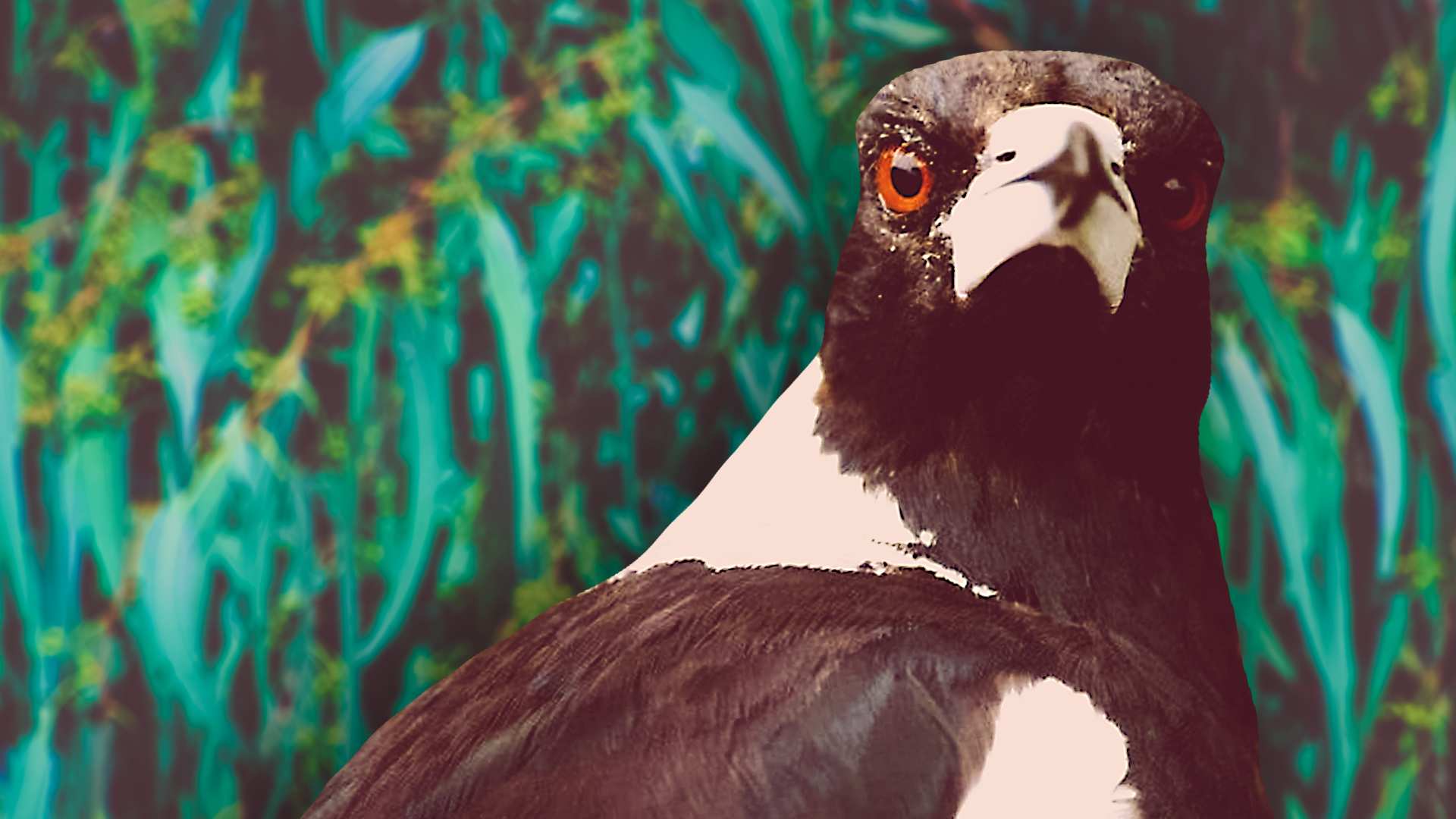 Magpie Season - Behind The News