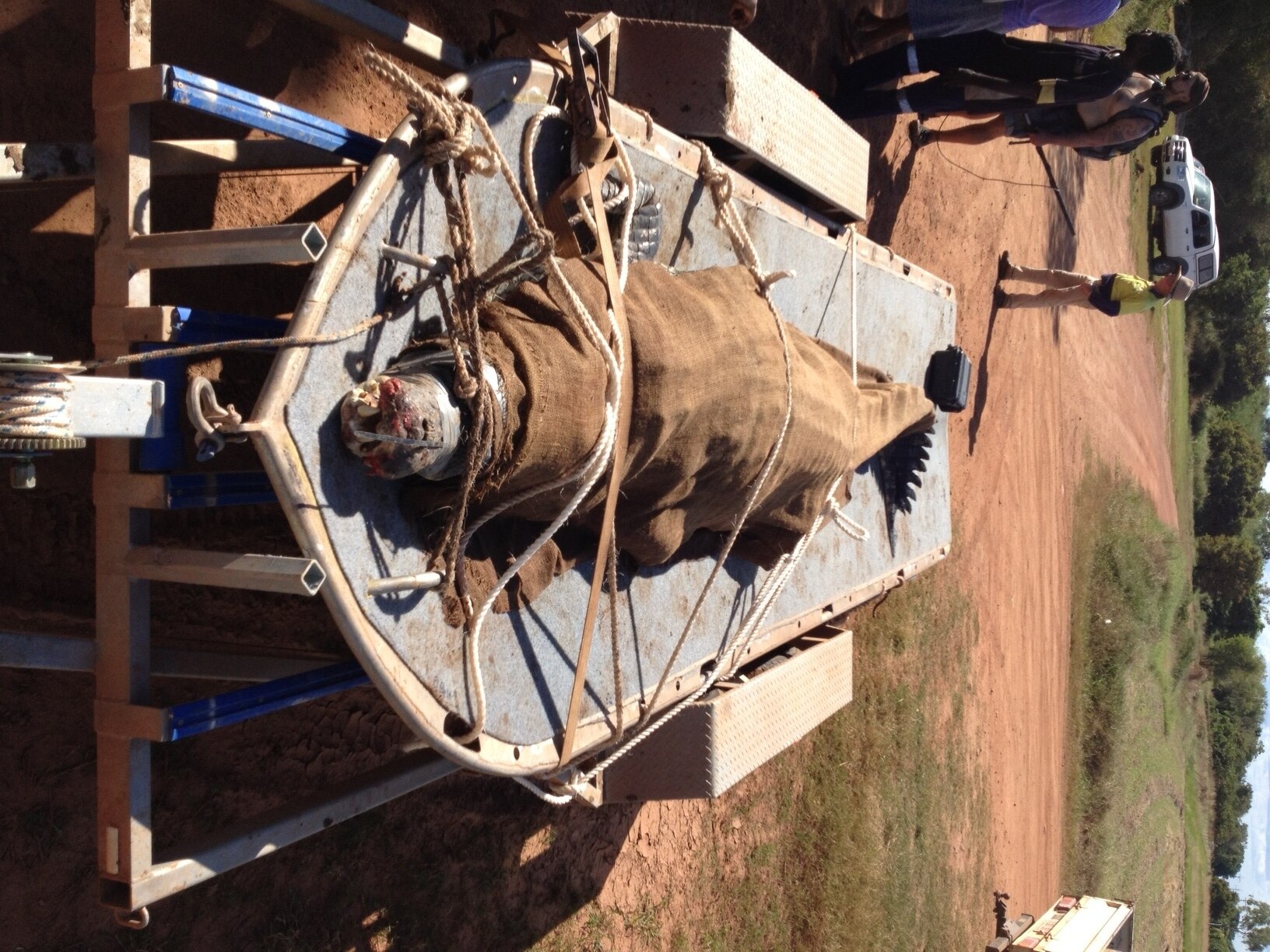 Rangers capture second of three big rogue crocs - ABC News