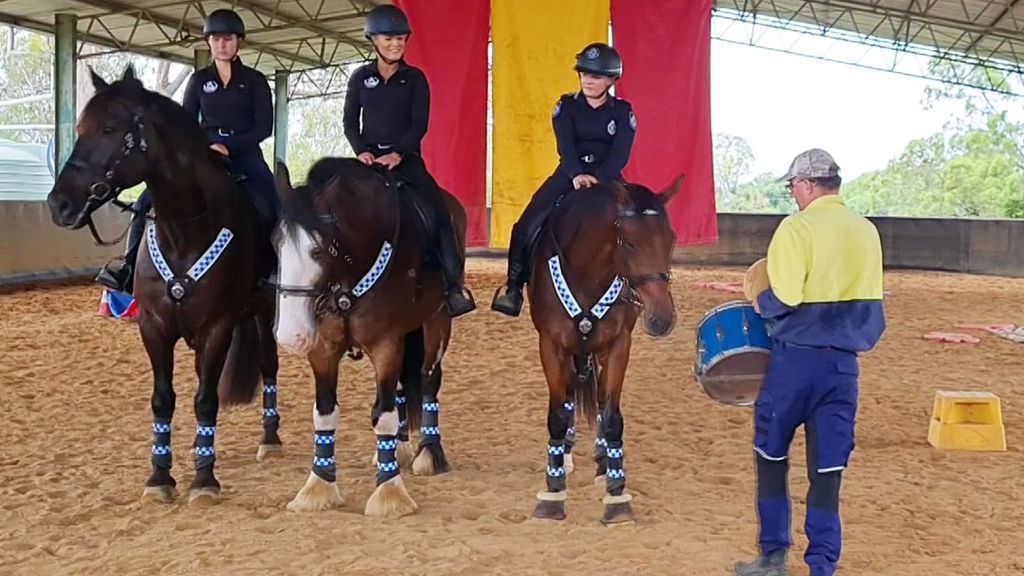 Queensland police horses in training - ABC News