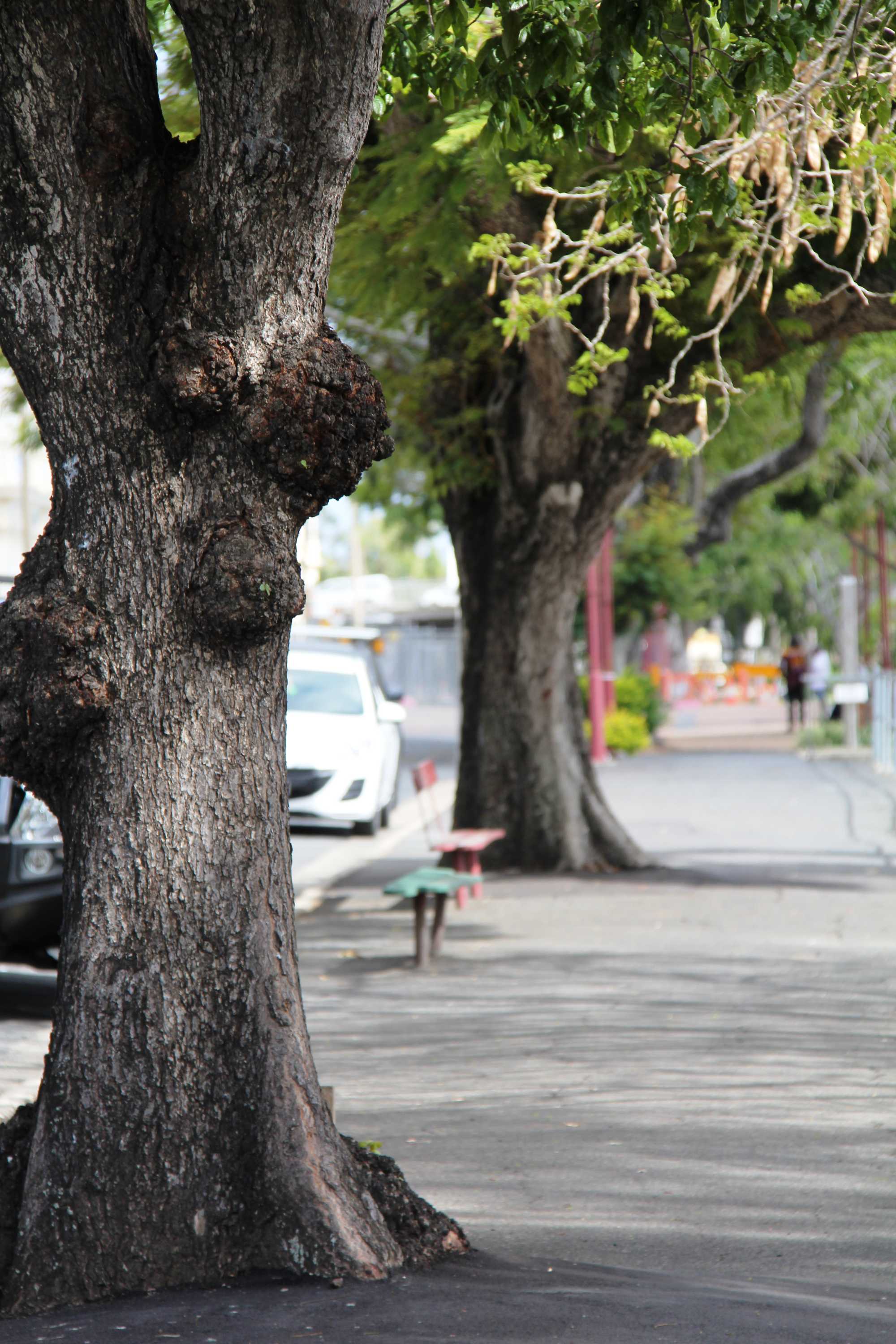 Rare medals of French botanist Anthelme Thozet return to Rockhampton ...