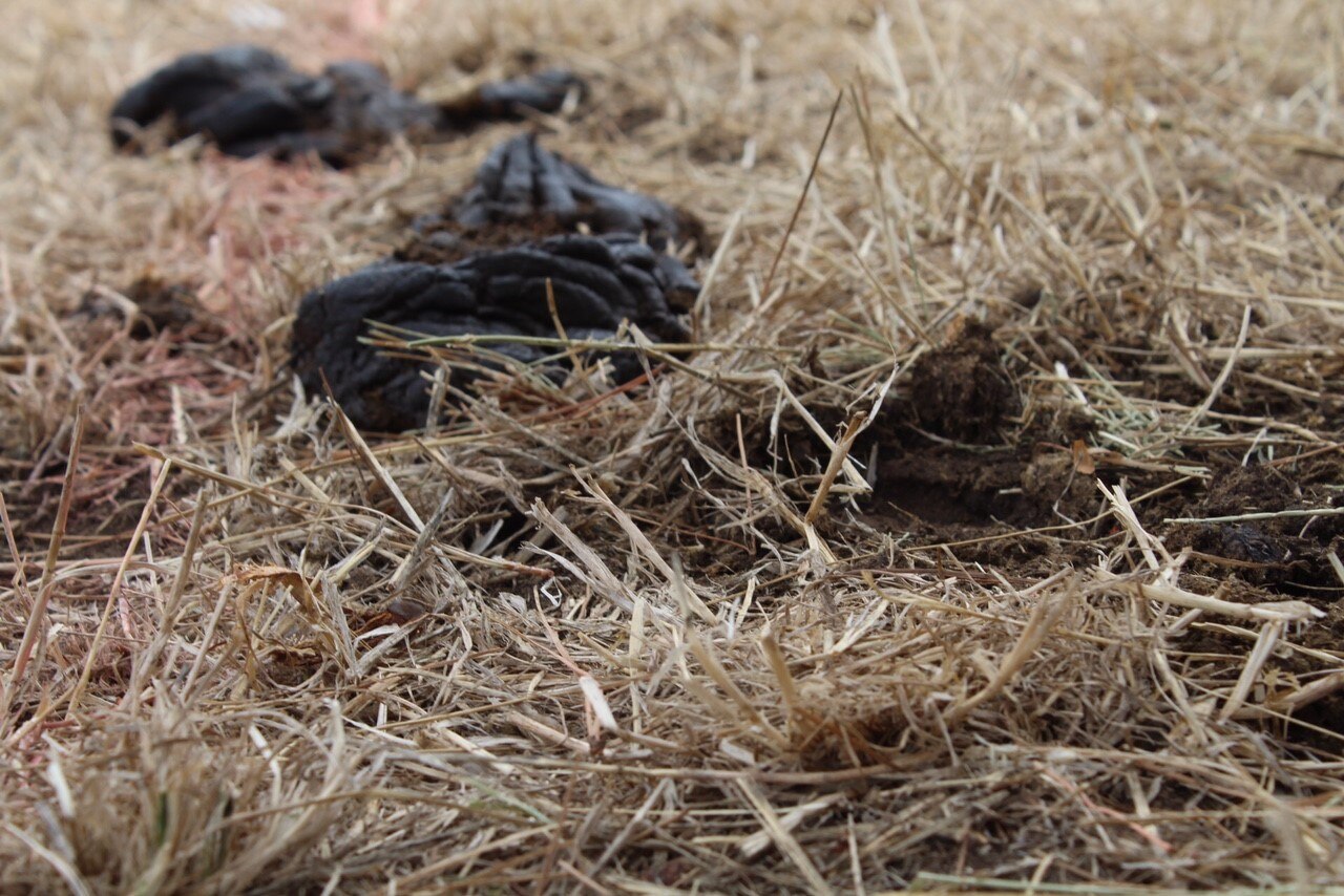 Uni says animal poop from farms could become a climate-saving energy ...