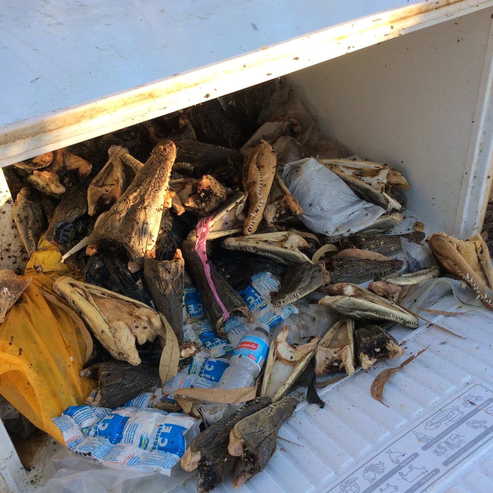 Dozens of rotting crocodile heads found dumped in Darwin freezer box ...