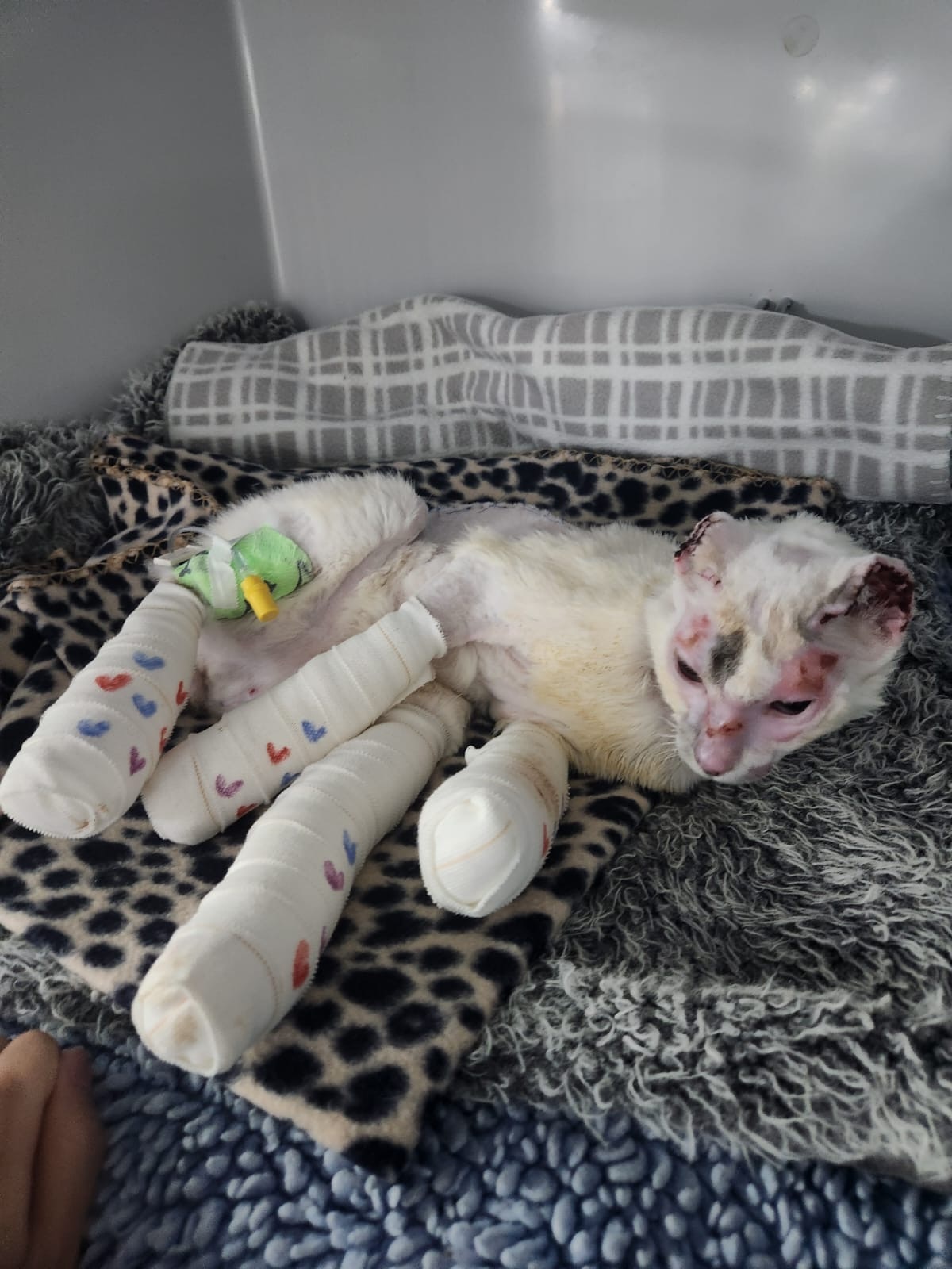 Woman who lost home in Koolewong bushfire to reunite with cat seriously ...