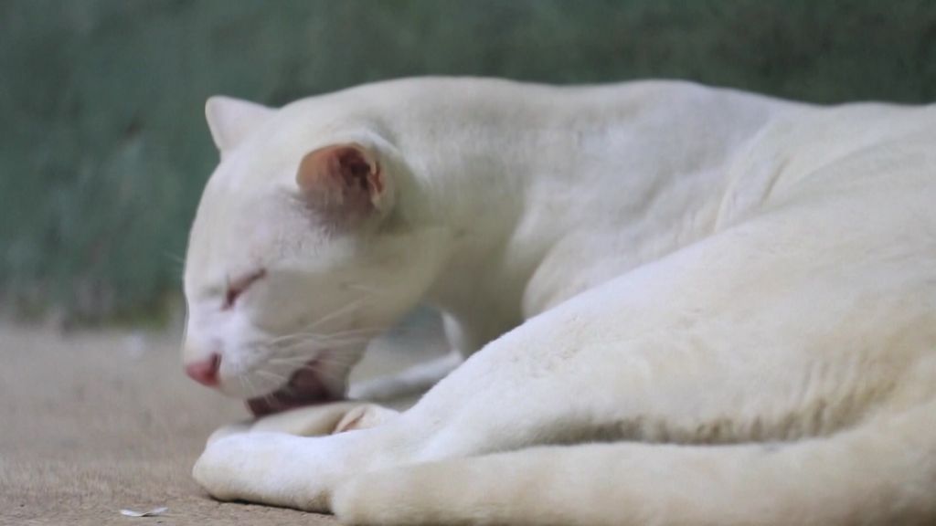An albino ocelot lays inside Conservation Park - ABC News