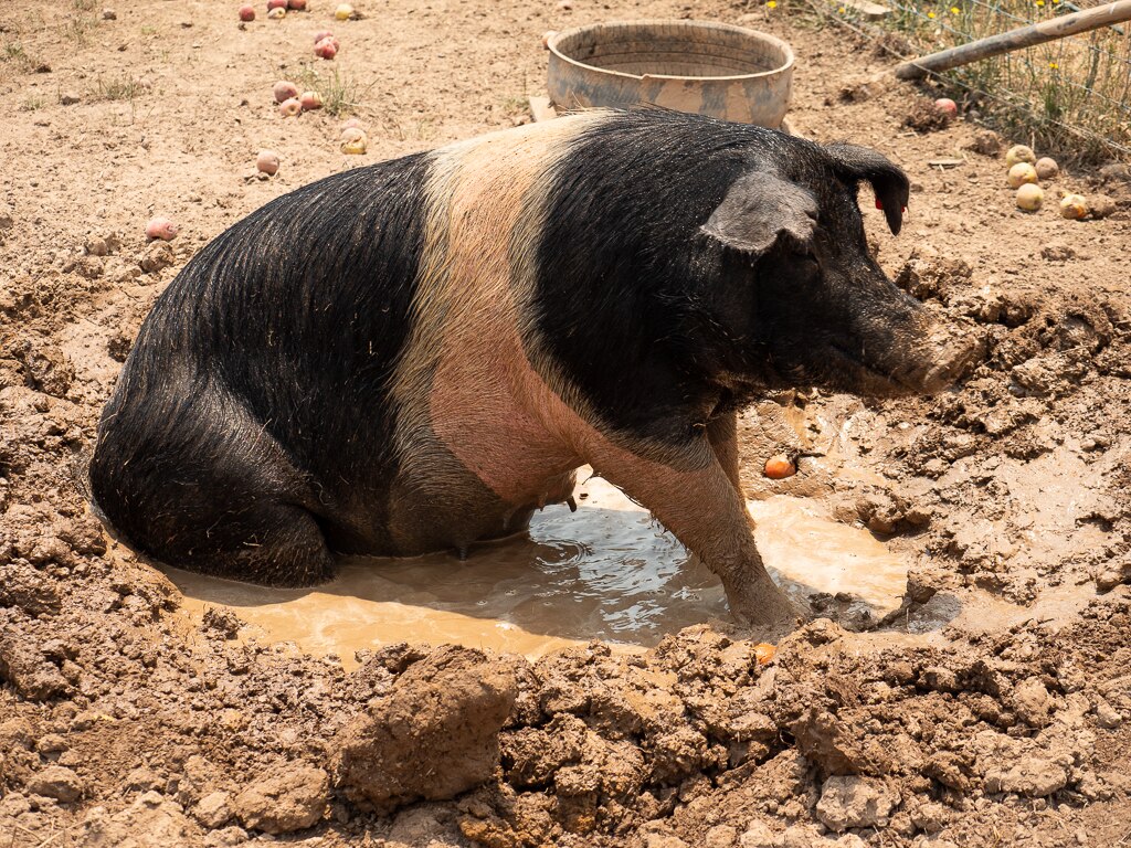 Keeping pigs cool during a heatwave - ABC News