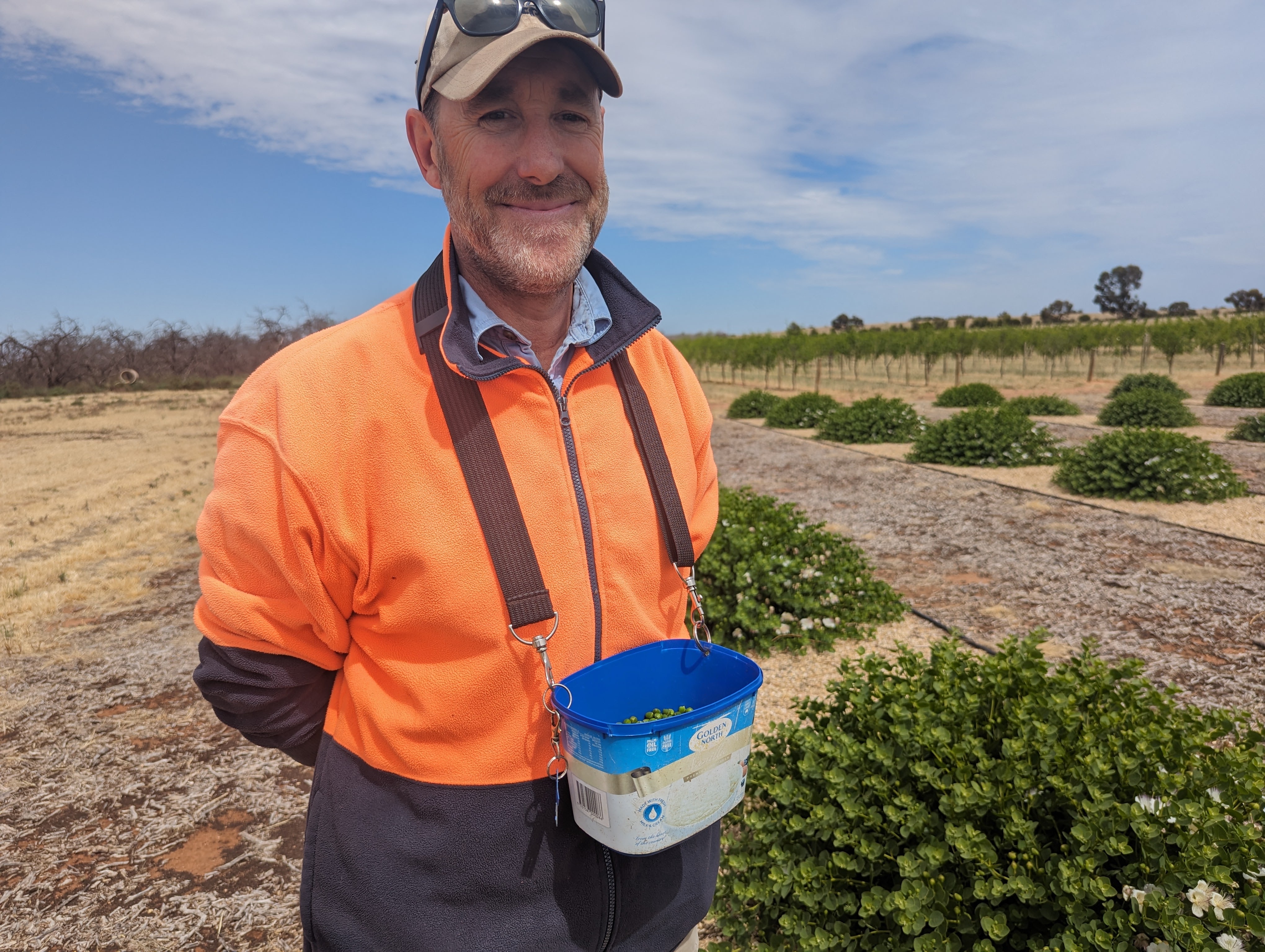 Australian caper farmers selling hard-won harvest to restaurants, home ...