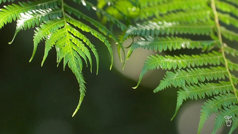 Fern-tastic - Gardening Australia