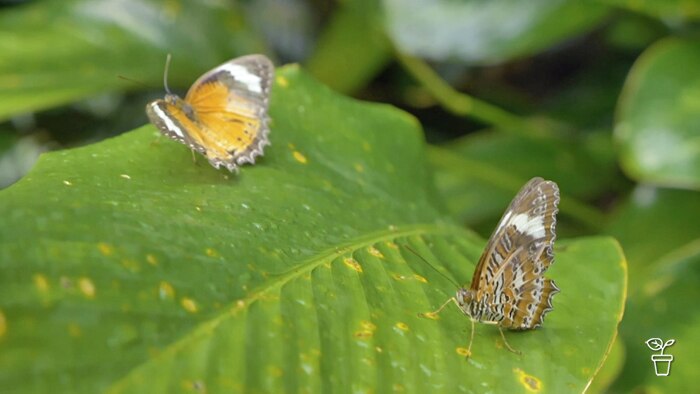 Top Tip: Attracting Butterflies - Gardening Australia
