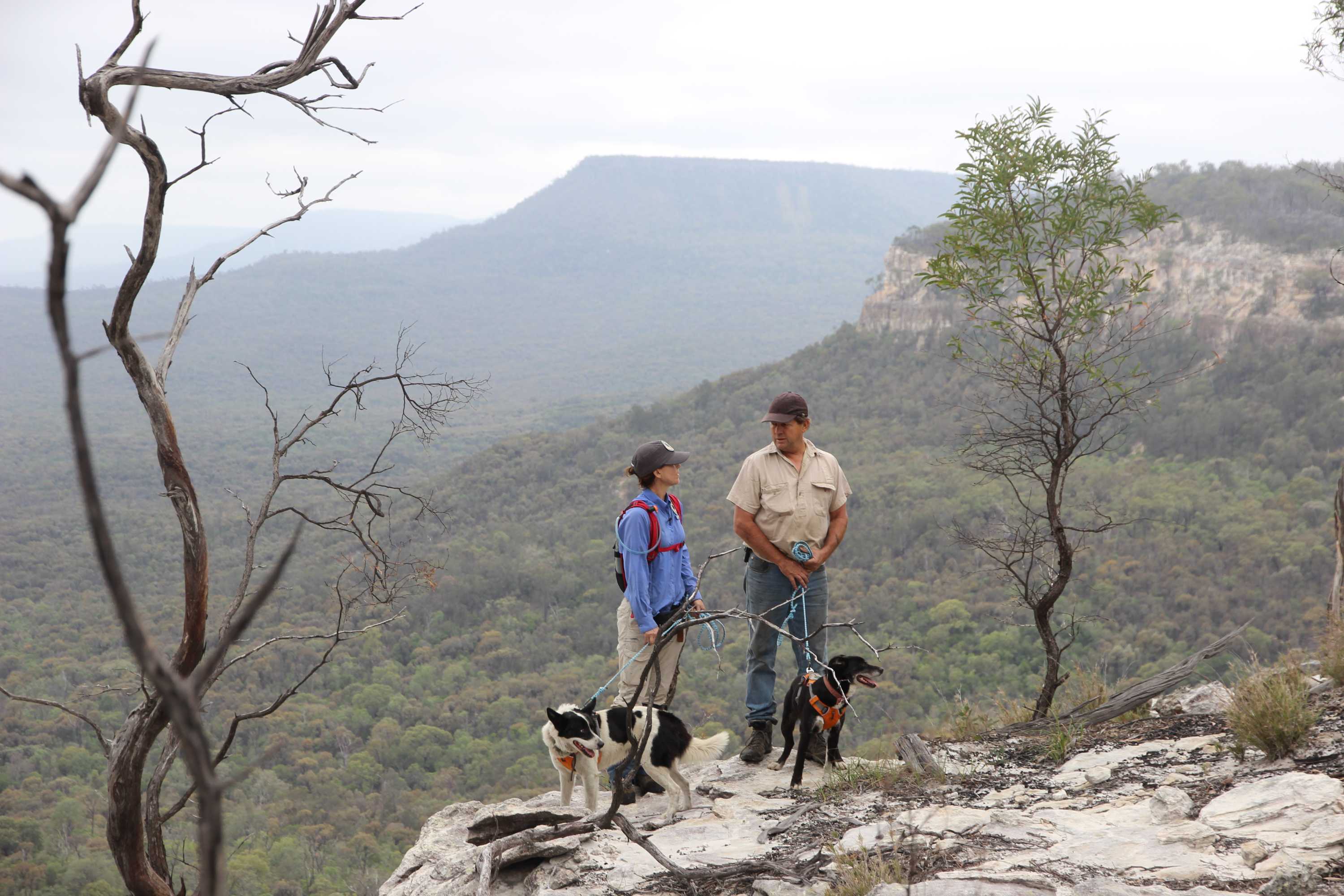 A novel hunt for the northern quoll - ABC listen