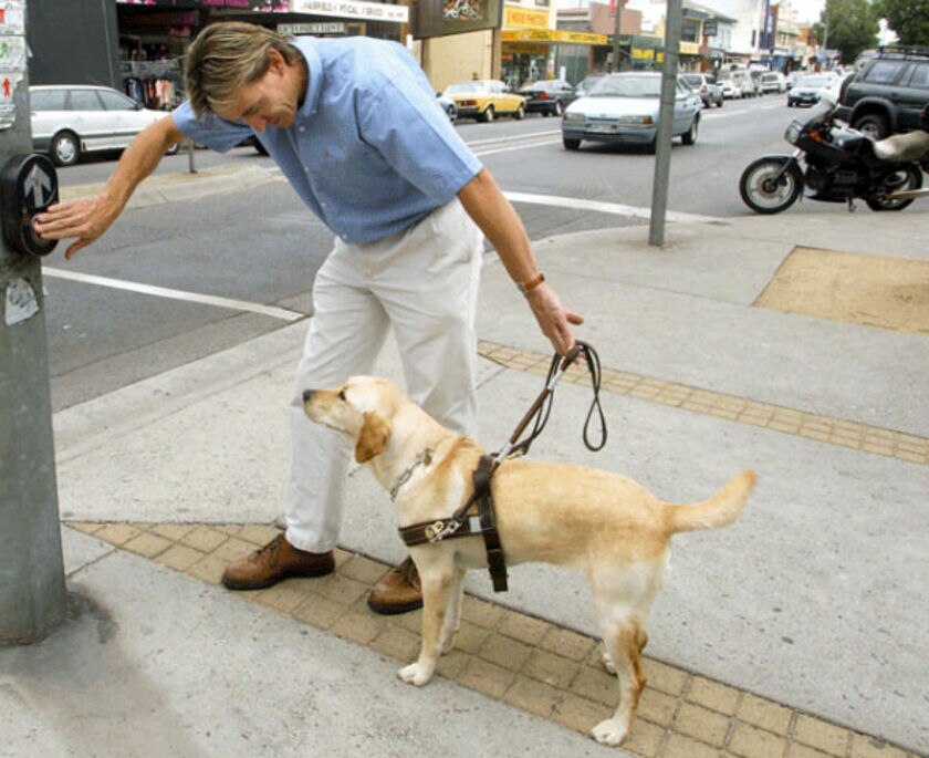 Paw form: cabbie fined for refusing guide dog - ABC News