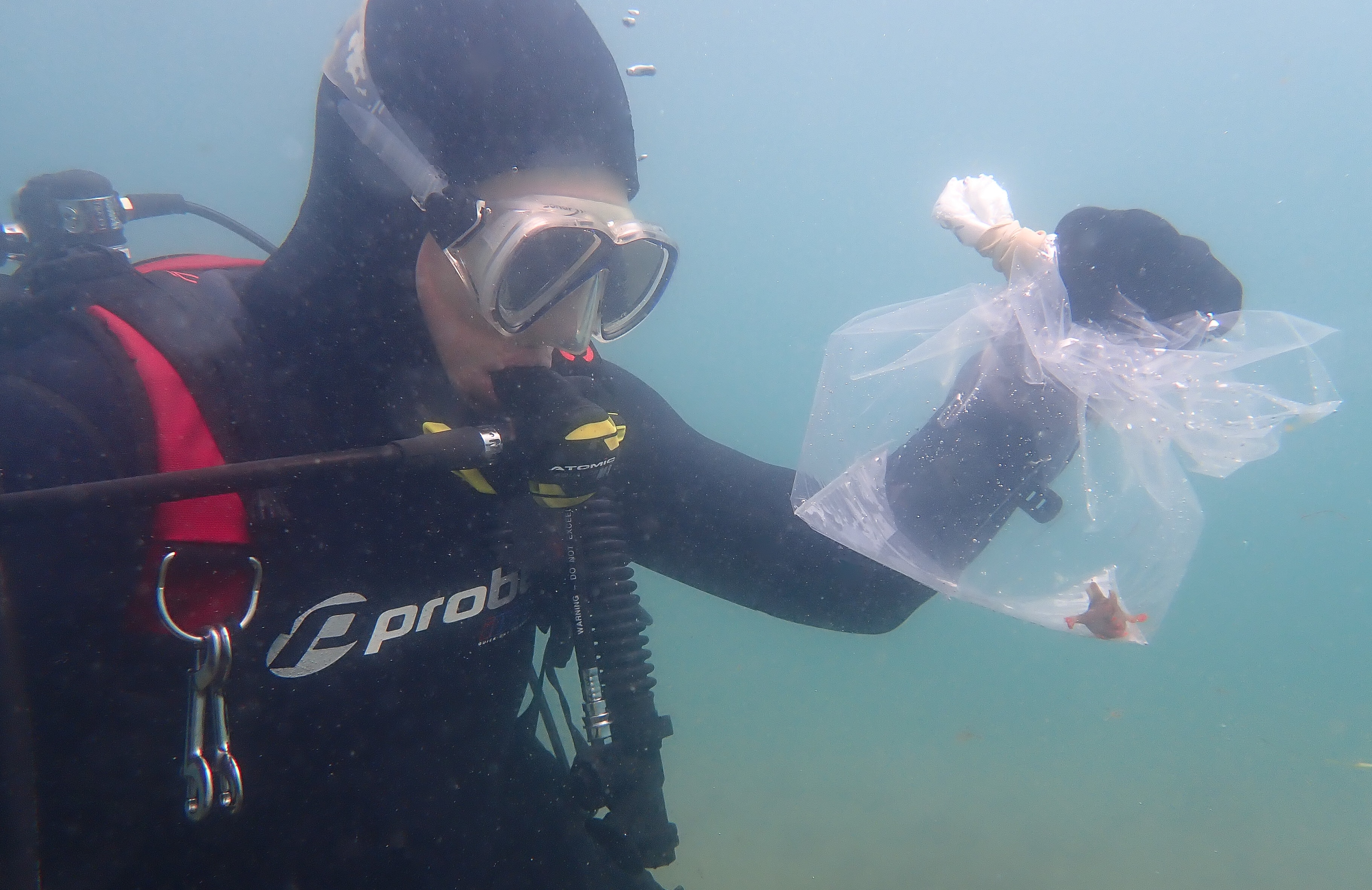 Rare red handfish returned to Tasmanian wild after riding out marine ...