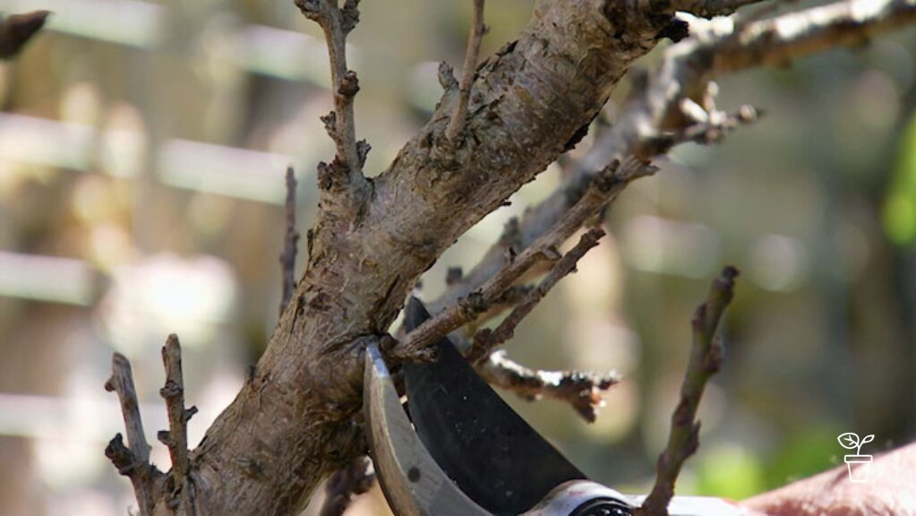 Pruning Dwarf Fruit Trees - Gardening Australia
