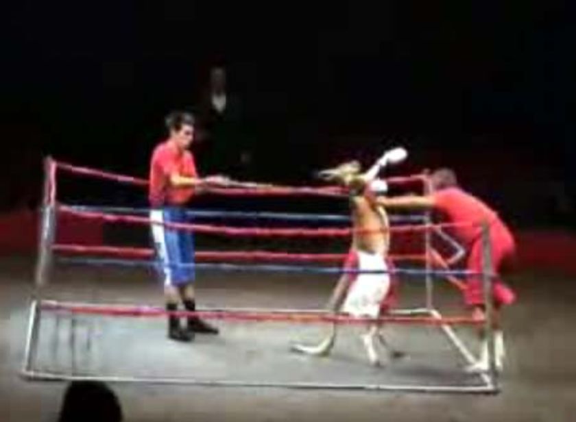 Festival under fire for boxing roo act - ABC News