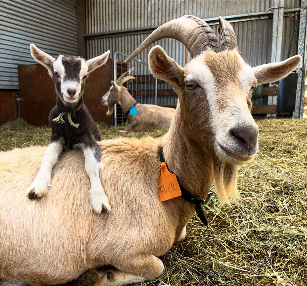 New kids on the block at Leap Farm - ABC listen