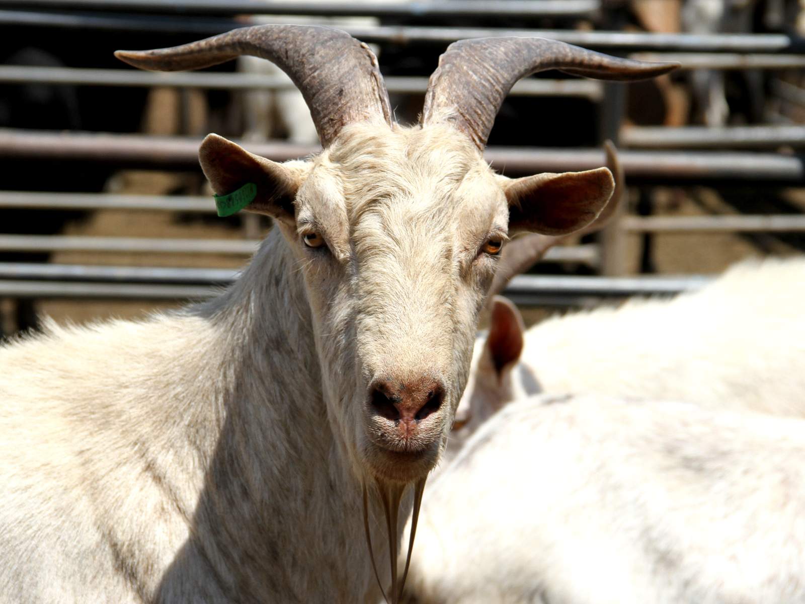 Goat theft a 'significant hit' to landholders already struggling ...