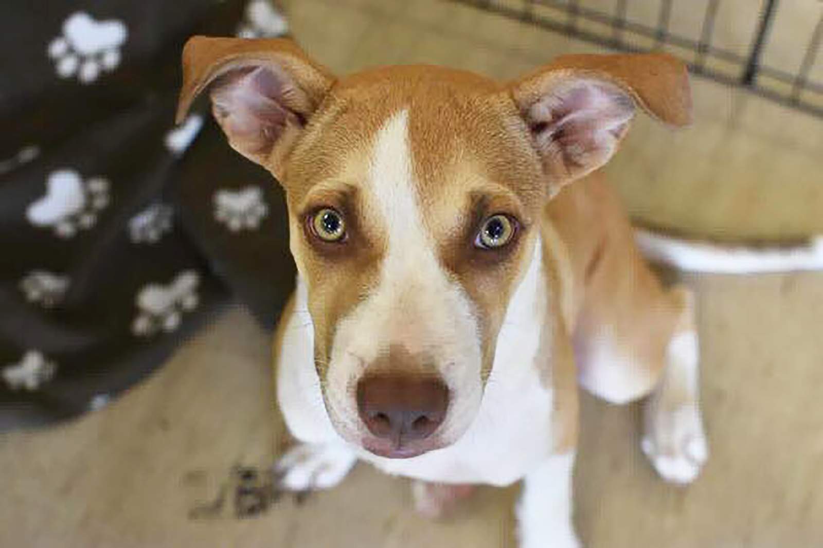 Trying to rehome a rescue dog can be as difficult, and rewarding, as ...