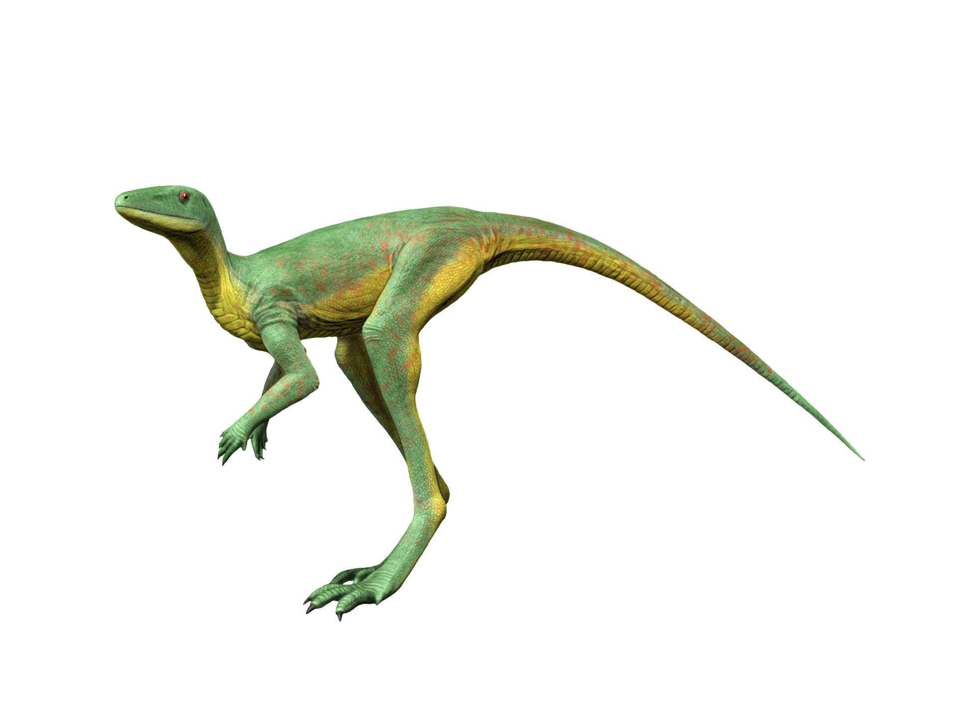 Pterosaurs evolved from small, wingless reptiles called lagerpetids ...