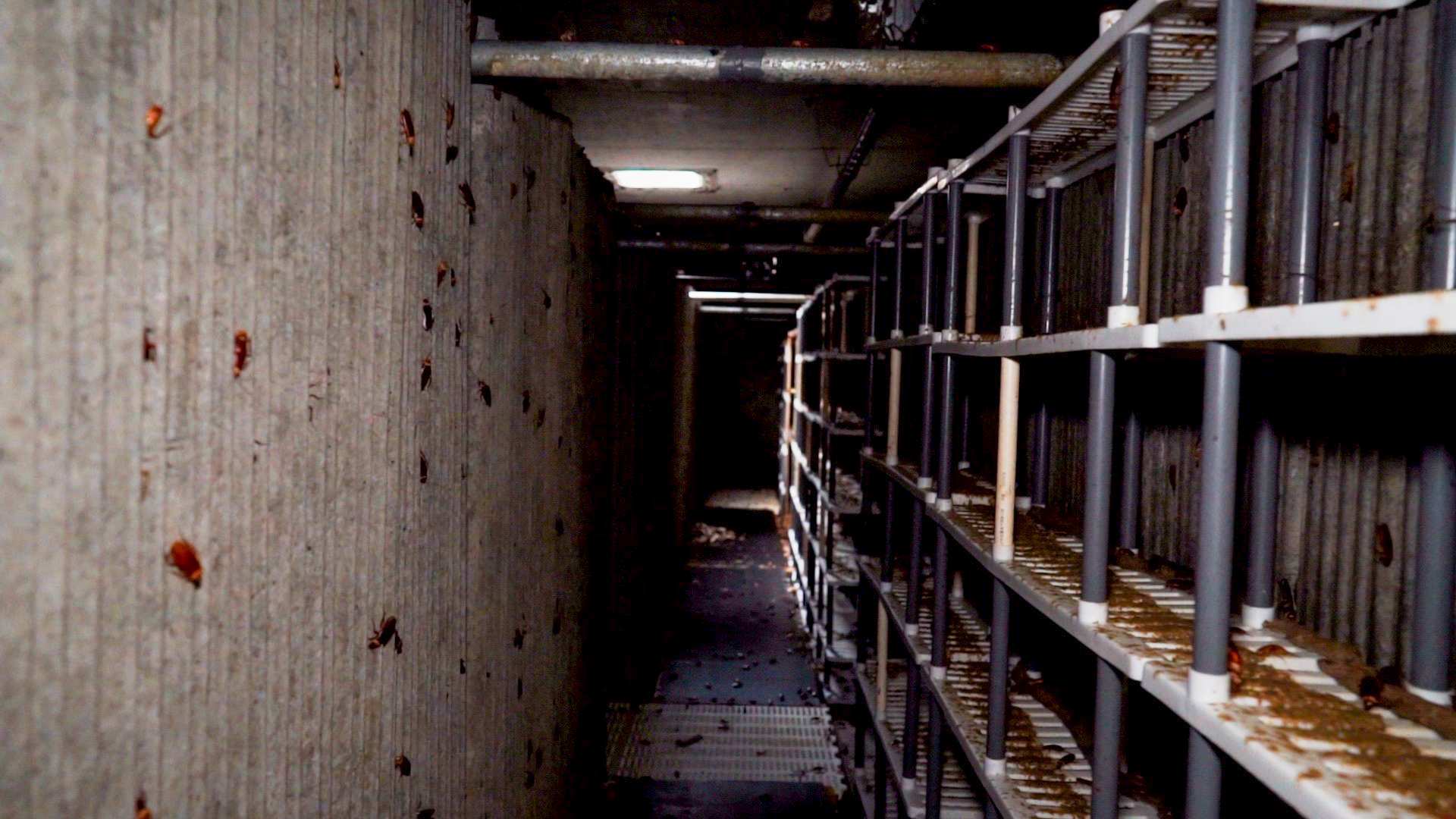 This Chinese cockroach farm houses a billion roaches, kept contained by ...