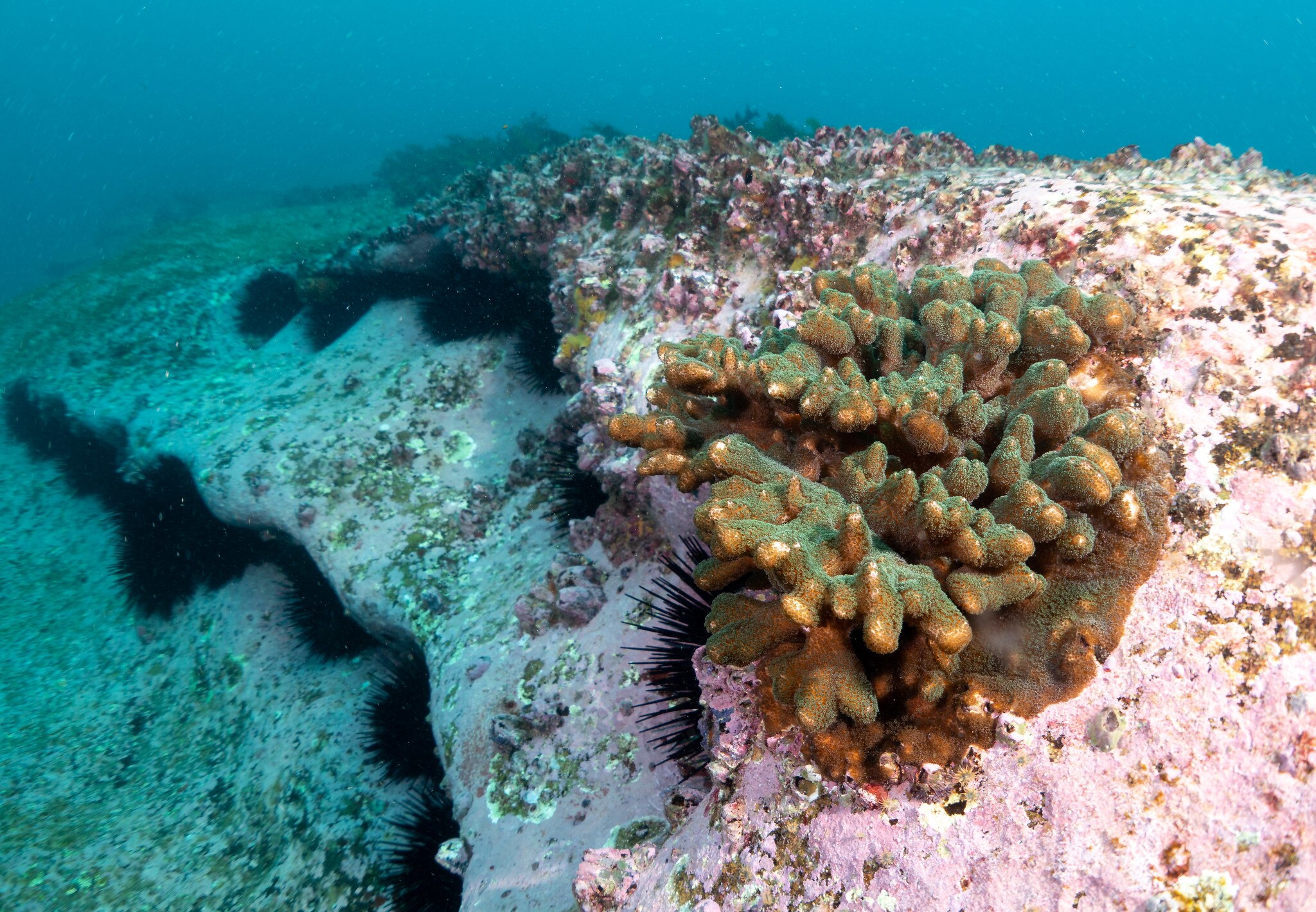 Hungry tropical fish, sea urchins marching south as kelp forests ...