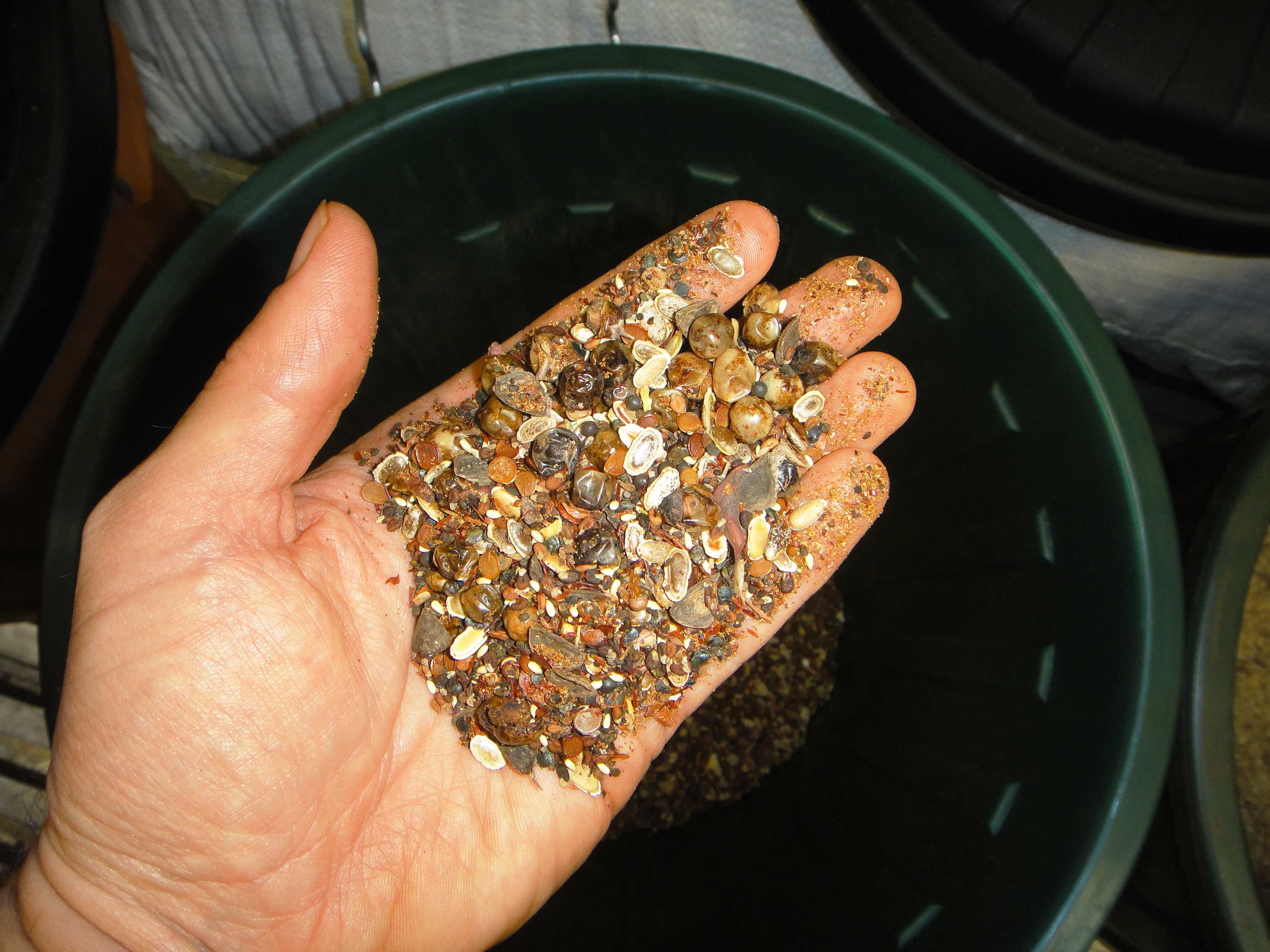 Improving native seed survival rates key to rehabilitating Pilbara mine ...