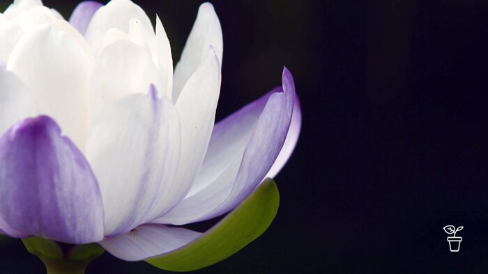 My Garden Path - Kris Schaffer - Gardening Australia