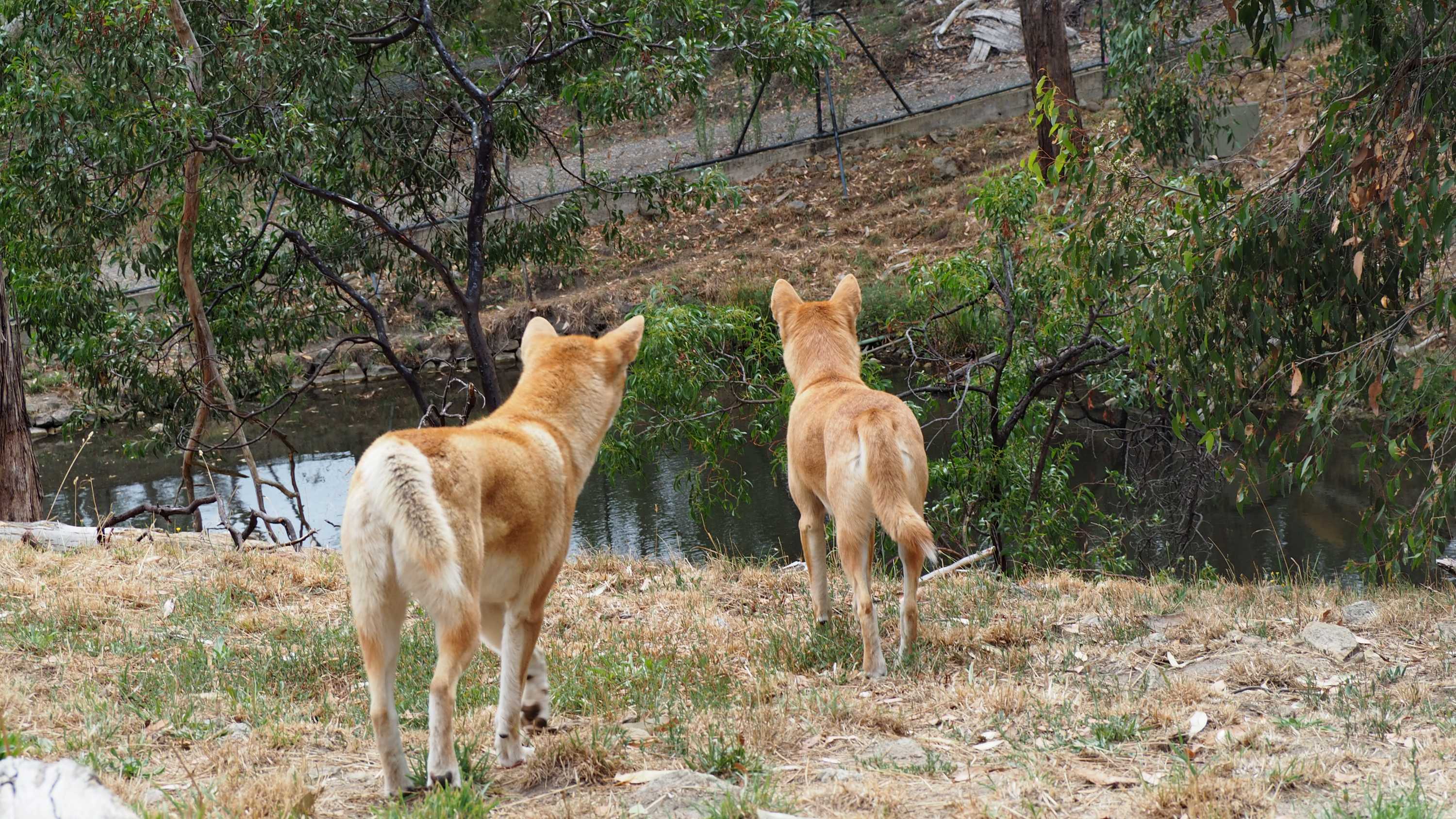 Dingo fence dismantlement could help farmers and the environment ...