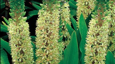 Eucomis - Gardening Australia