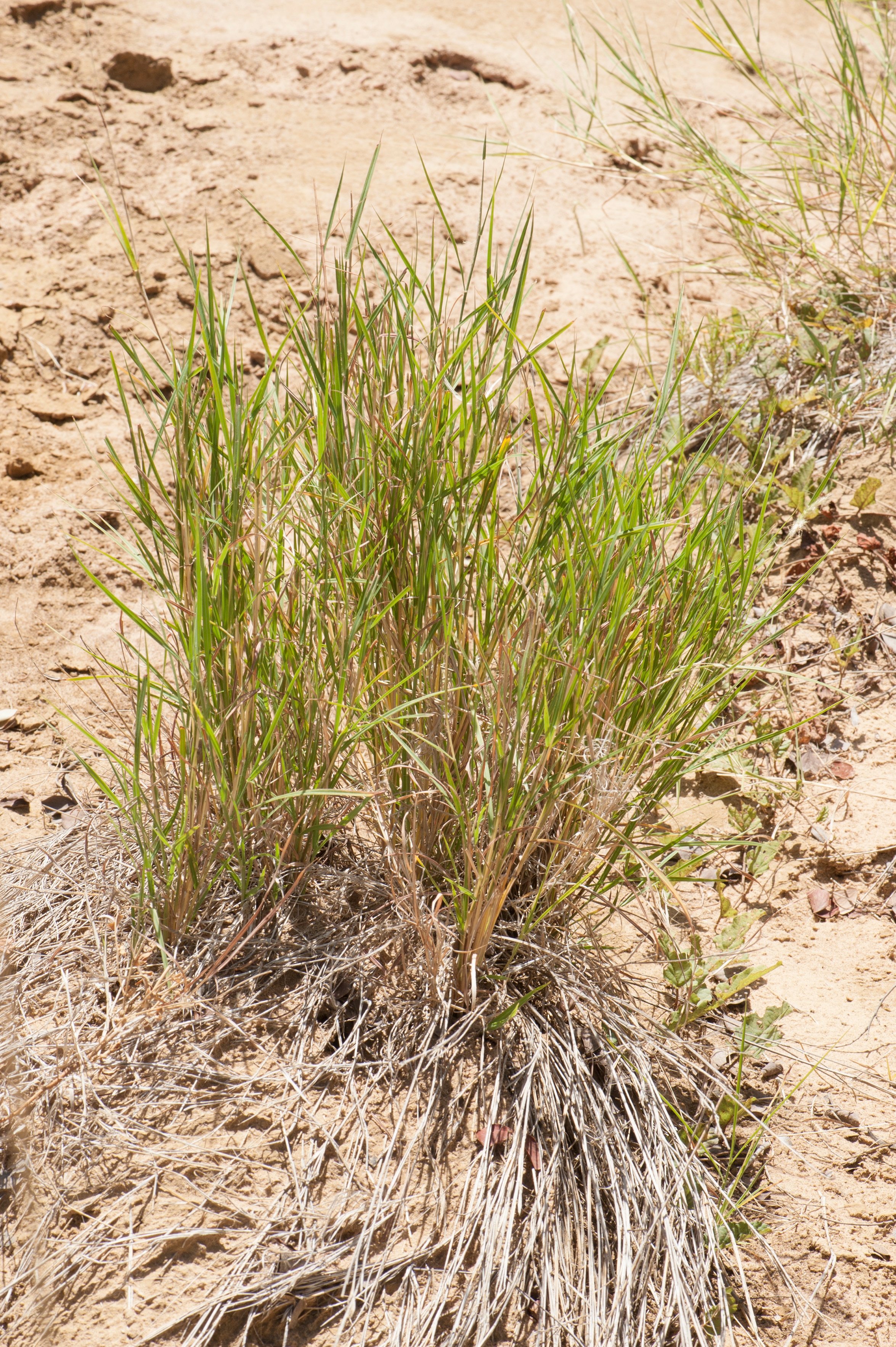 Curious Kimberley: What is the meaning of the name Bungle Bungles ...