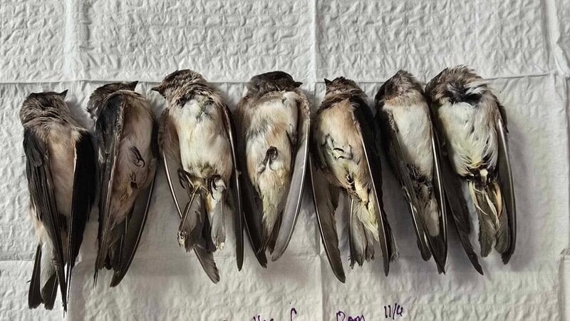Measures to save Rundle Mall Tree Martins see positive results - ABC listen