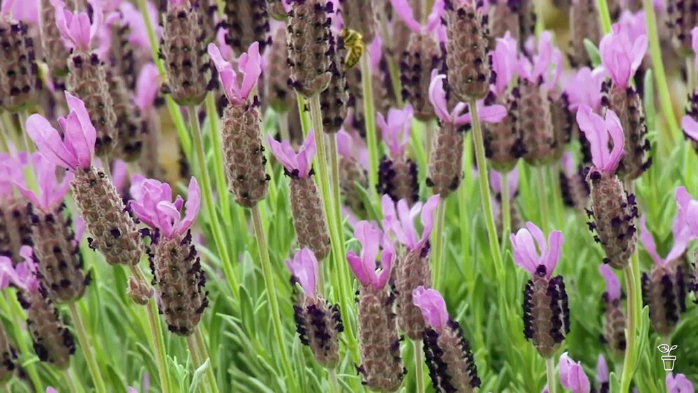 Weeds 101 | Topped lavender and Canna lily - Gardening Australia