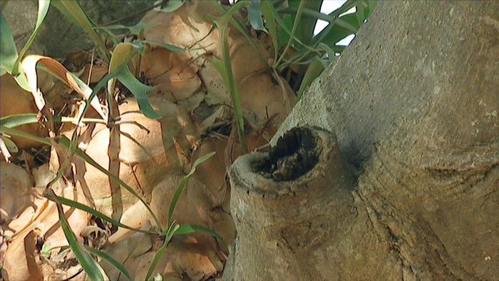 Veteran Trees - Gardening Australia