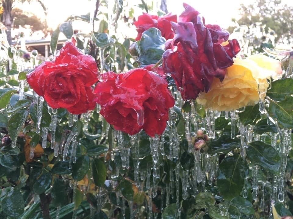 Cold snap gets a frosty reception from farmers fighting to save crops ...