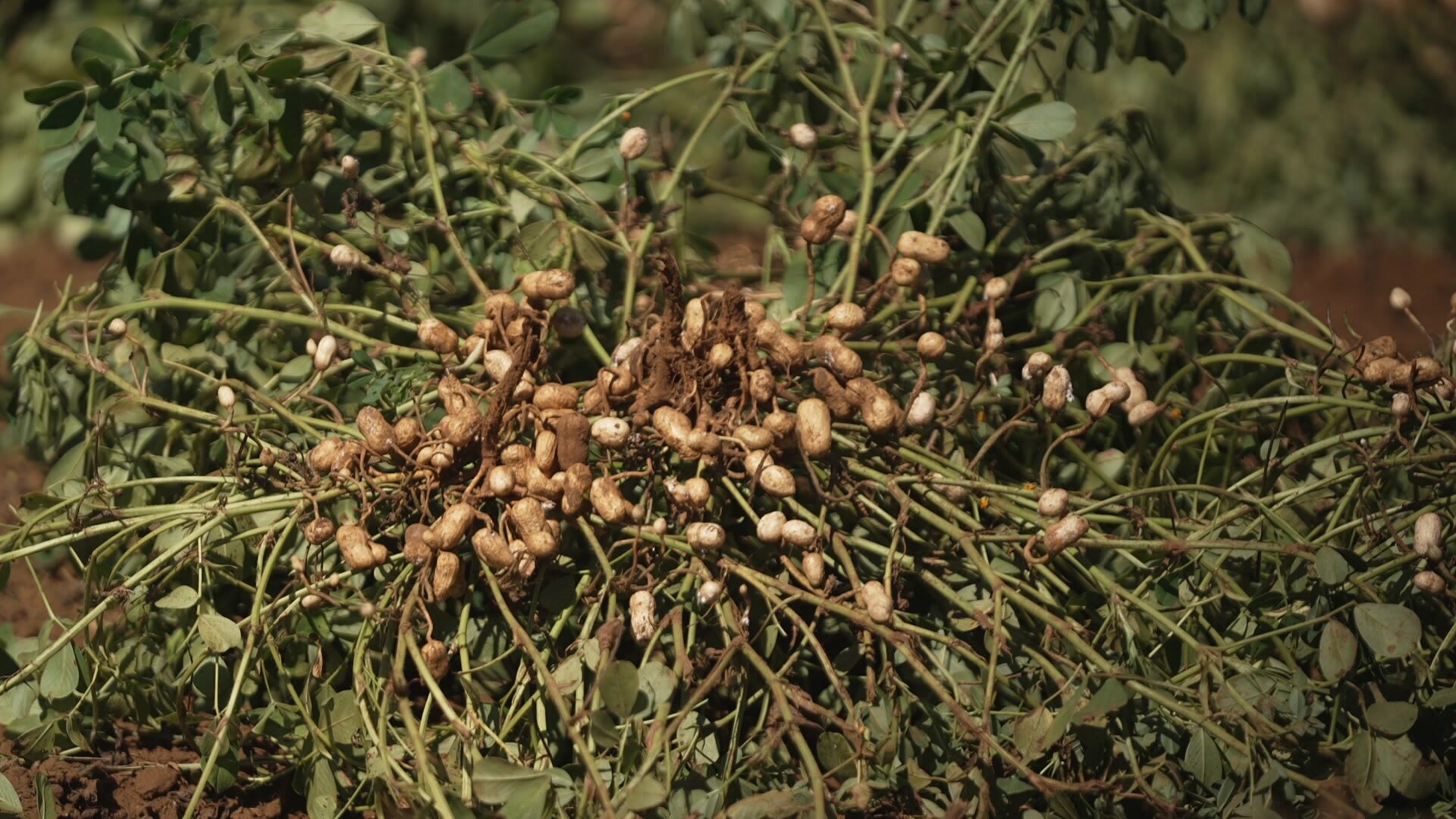 Peanut Protein: Turning second-grade peanuts into protein powder - ABC News