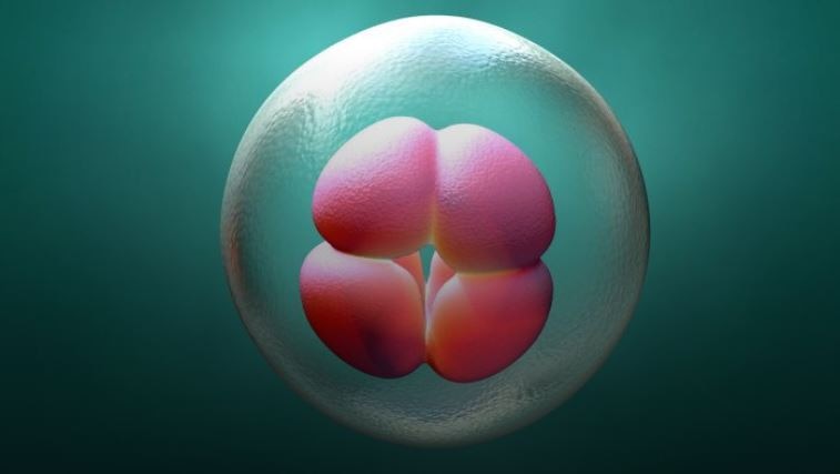 Why scientists want longstanding '14-day rule' for human embryo ...