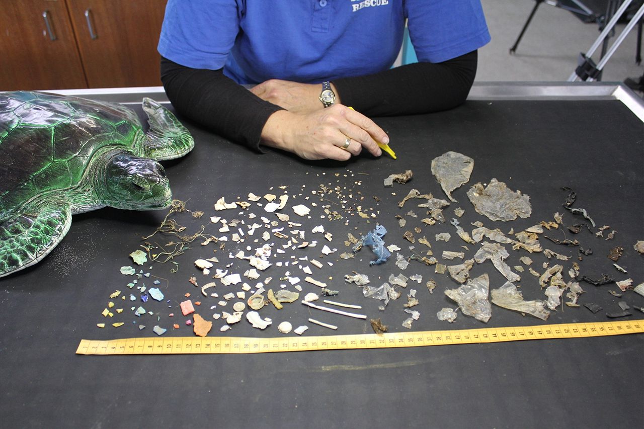 Turtle death sparks renewed call for container refunds - ABC News