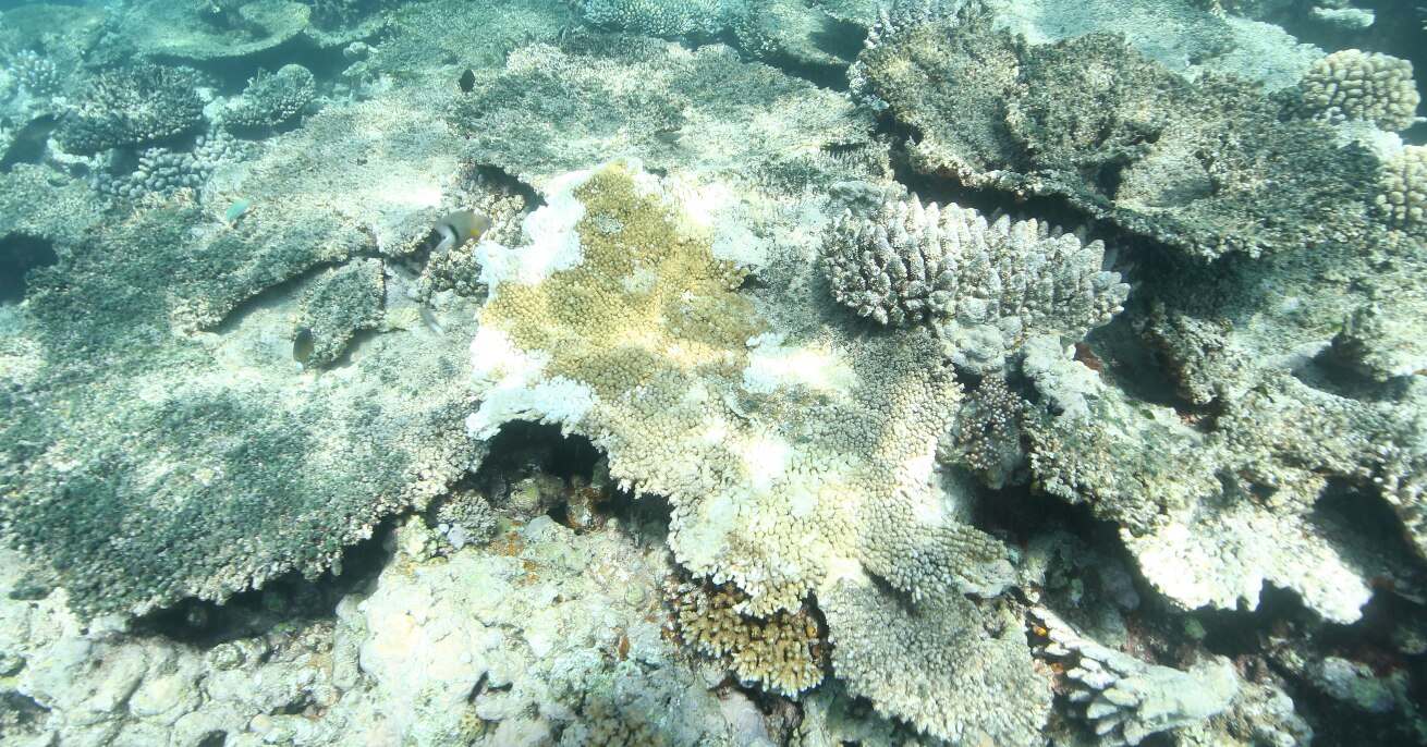 Great Barrier Reef coral dead, damaged from bleaching event, survey ...