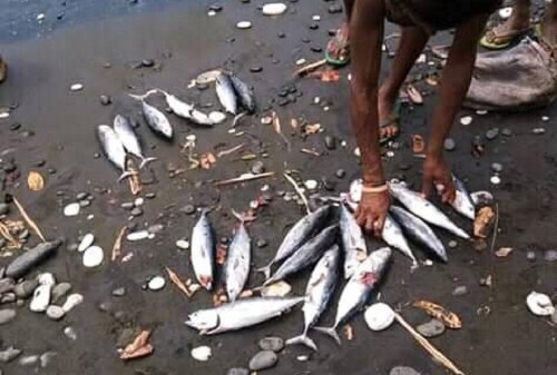 Nogat ripot yet long Ramu Nickel poisin pipia long Basamuk nambis - ABC ...