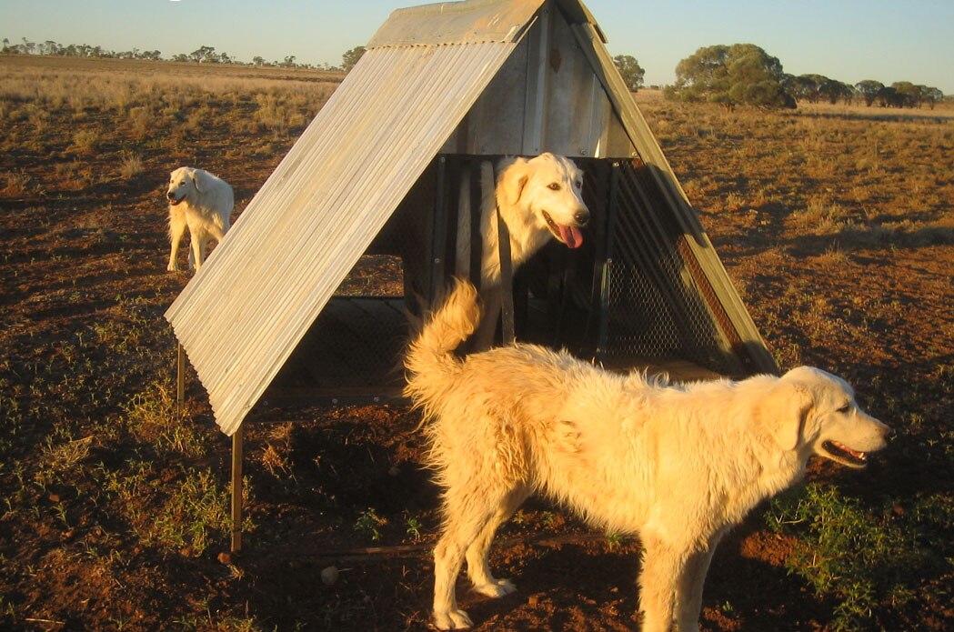 Maremma guard dog hailed for its role as a lamb nanny, chook protector ...