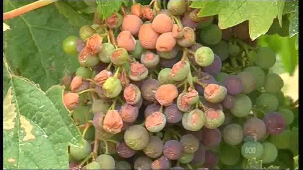 Margaret River grapes sunburnt - ABC News
