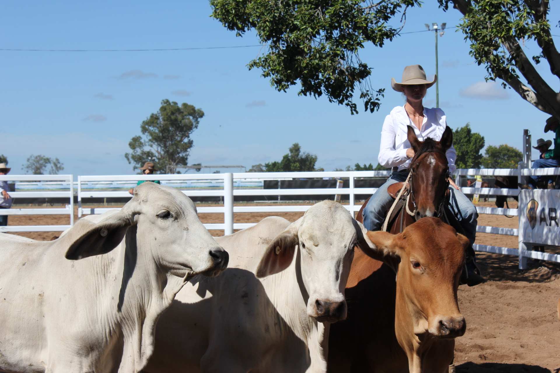 Campdrafting national titles: Move over fellas, the ladies are in the ...