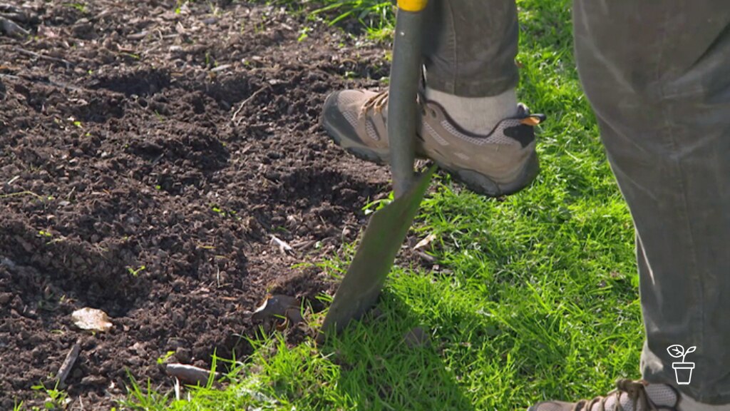Top Tip: Weed Trench - Gardening Australia