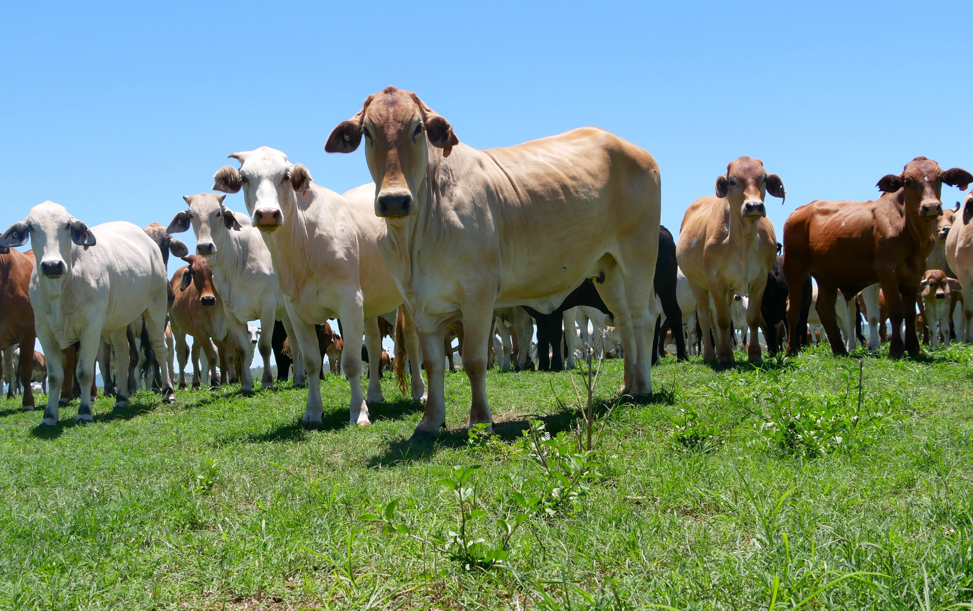 New vaccine and pesticide targets chemical resistance in cattle ticks ...