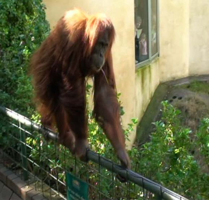 Zoo to review primate enclosure security - ABC News