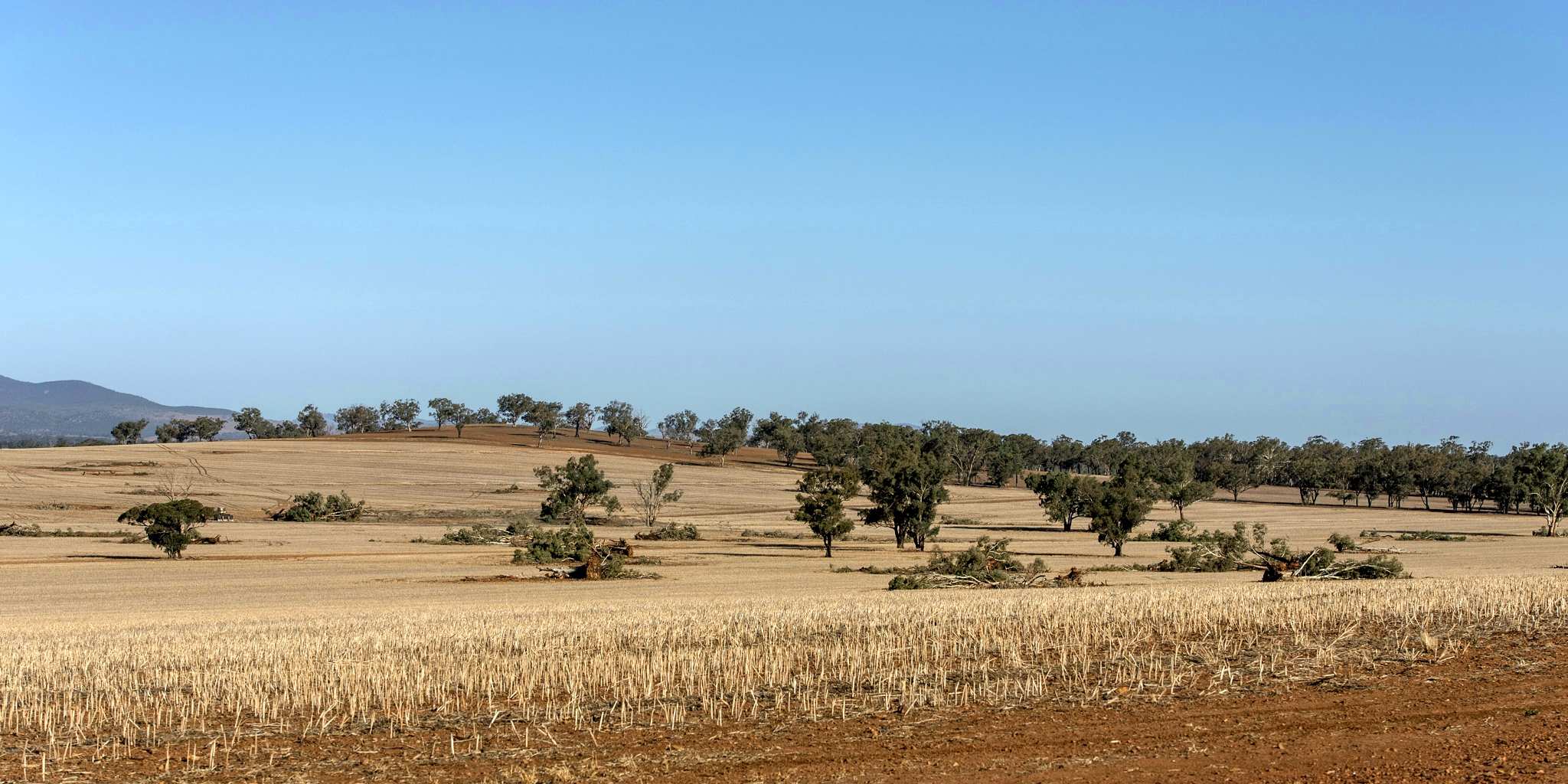 Macquarie's Viridis Ag defends bulldozing native trees on NSW farm ...