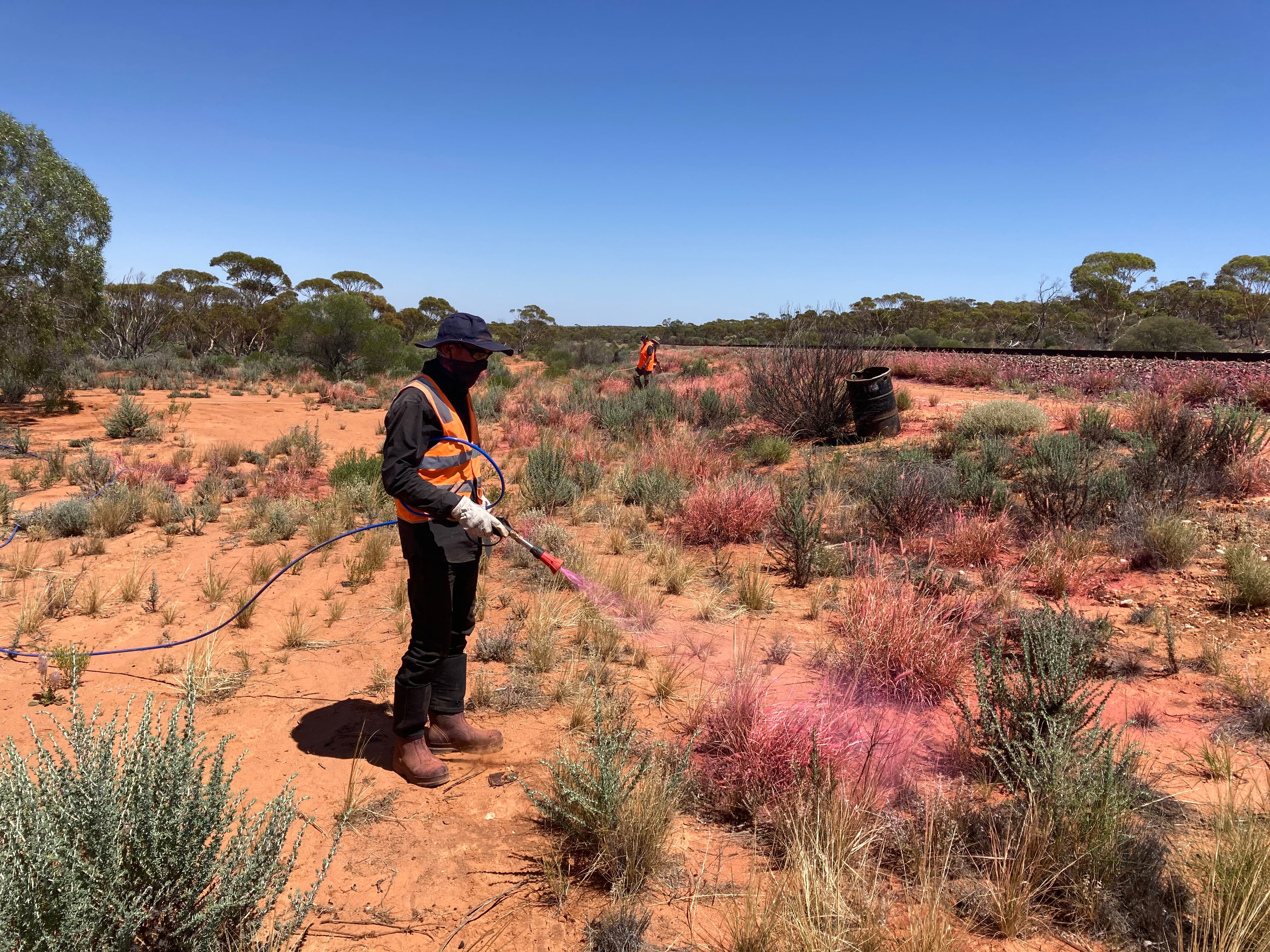 Invasive buffel grass that helped fuel deadly Maui fires also ...