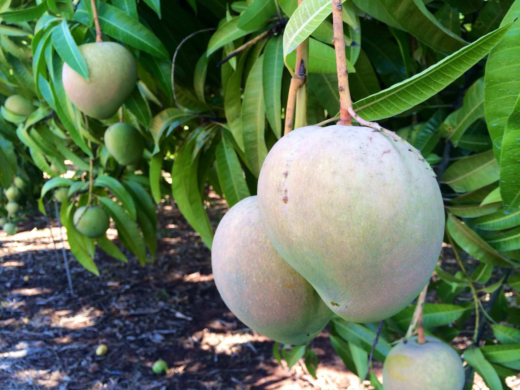 Mangoes start to trickle in from Katherine and Kununurra as season ...