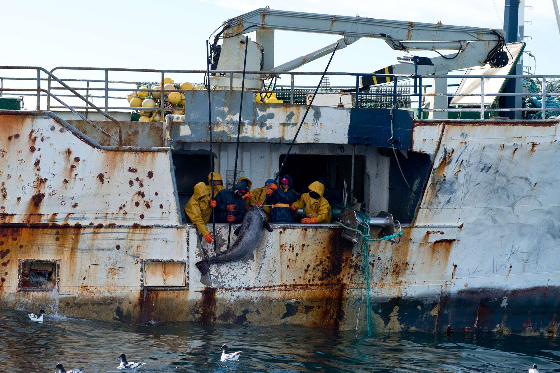 Australian Customs officials board illegal Patagonian toothfish ...
