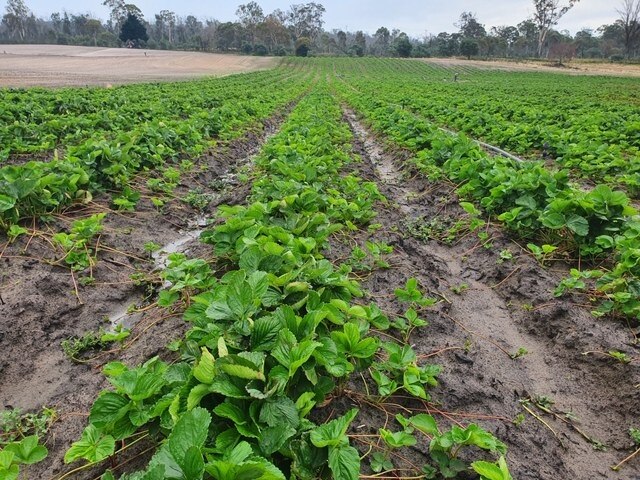 A move from the dairy industry into growing a special fruit - ABC listen